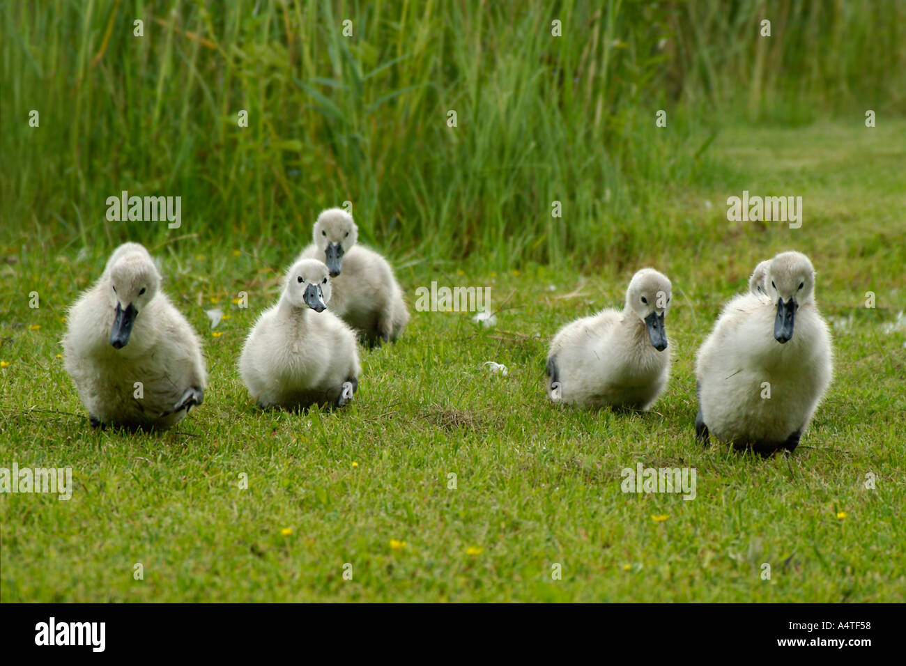 Yearlings a hi-res stock photography and images - Alamy