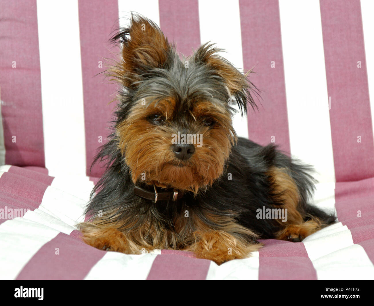 Randig hi-res stock photography and images - Alamy