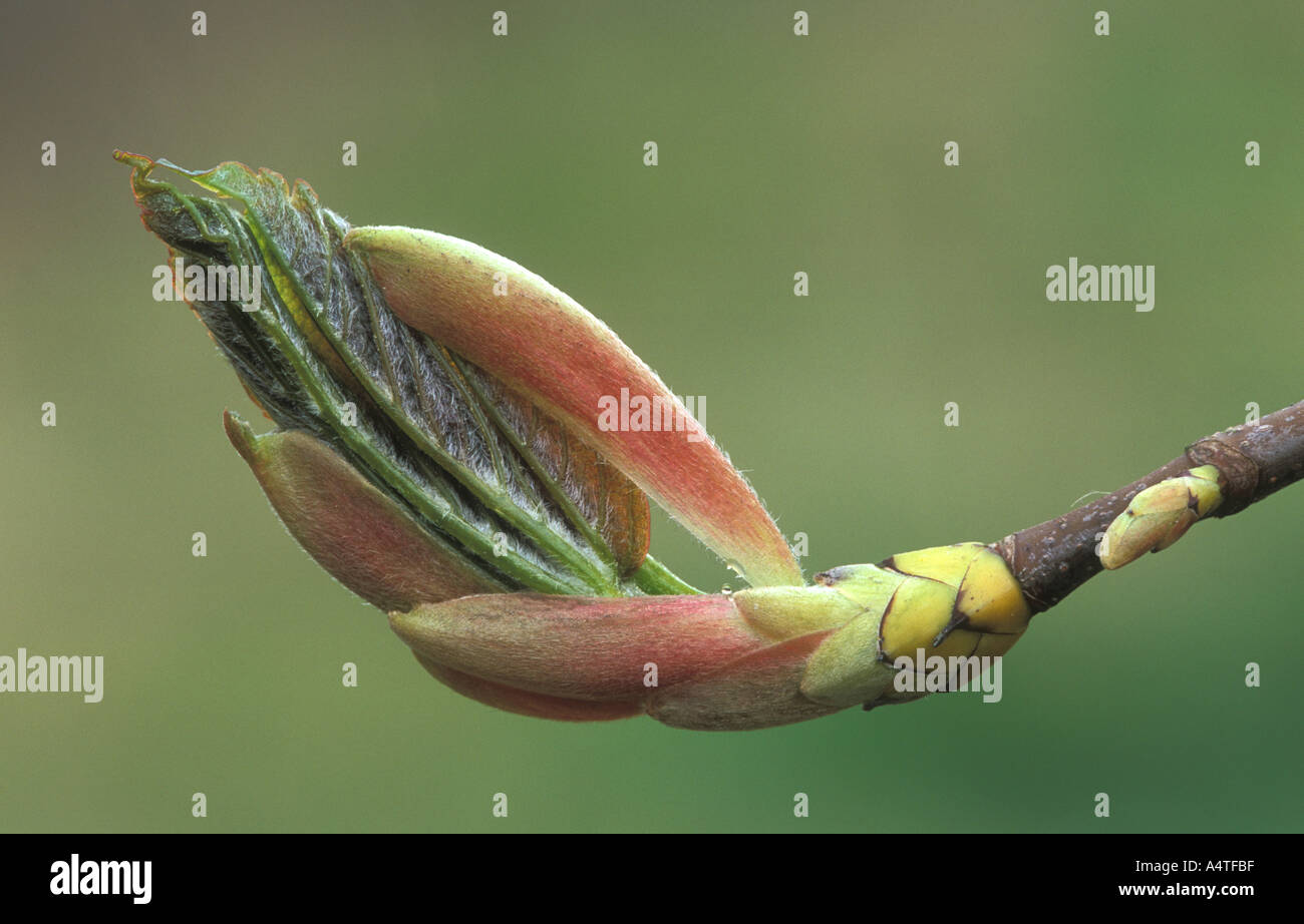 Sycamore Bud High Resolution Stock Photography and Images - Alamy