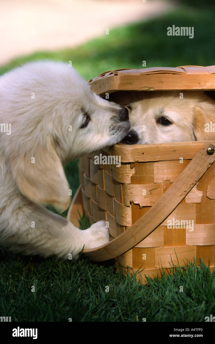 Loveable labrador hi-res stock photography and images - Alamy