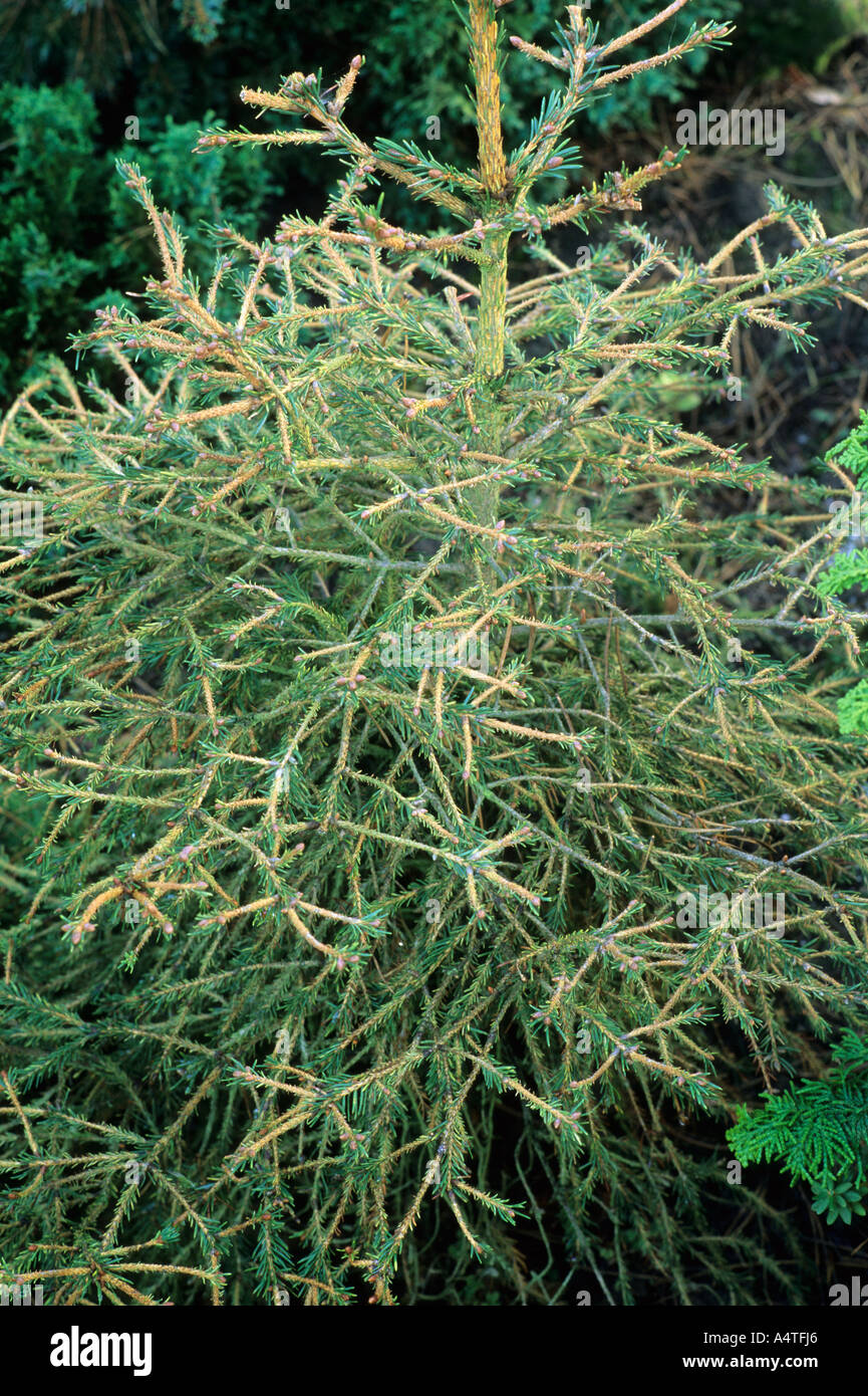 Tufty hi-res stock photography and images - Alamy