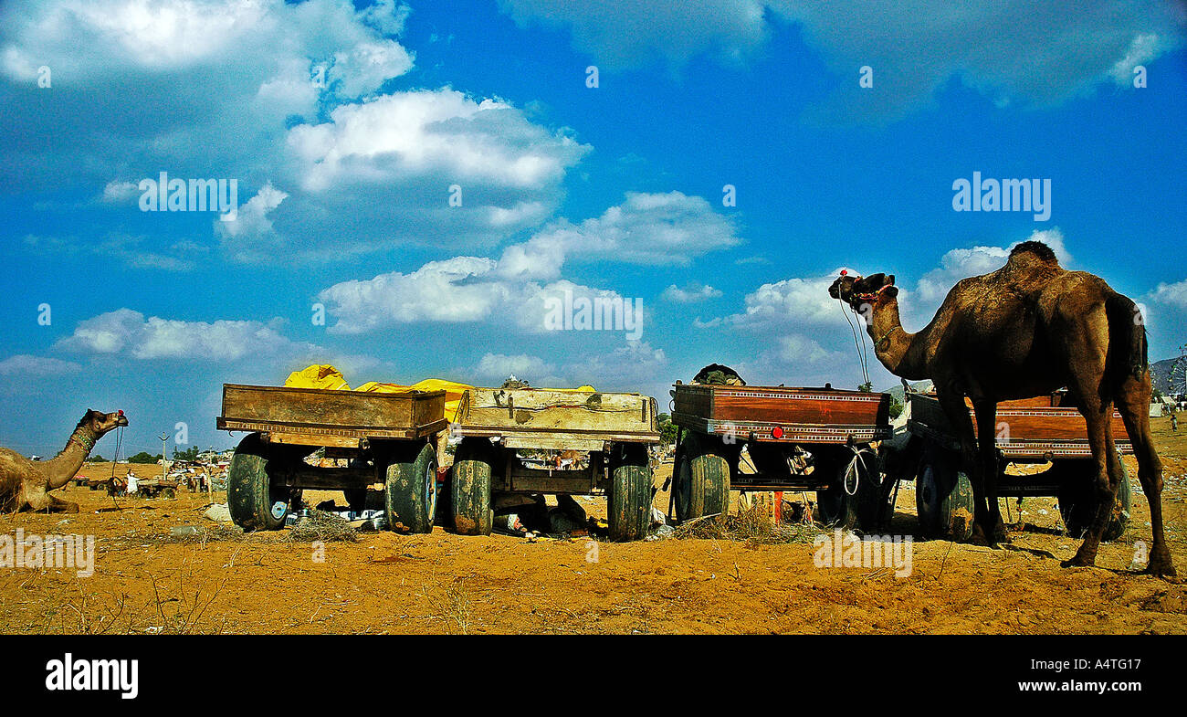Camel and camel carts Pushkar Rajasthan India Stock Photo - Alamy