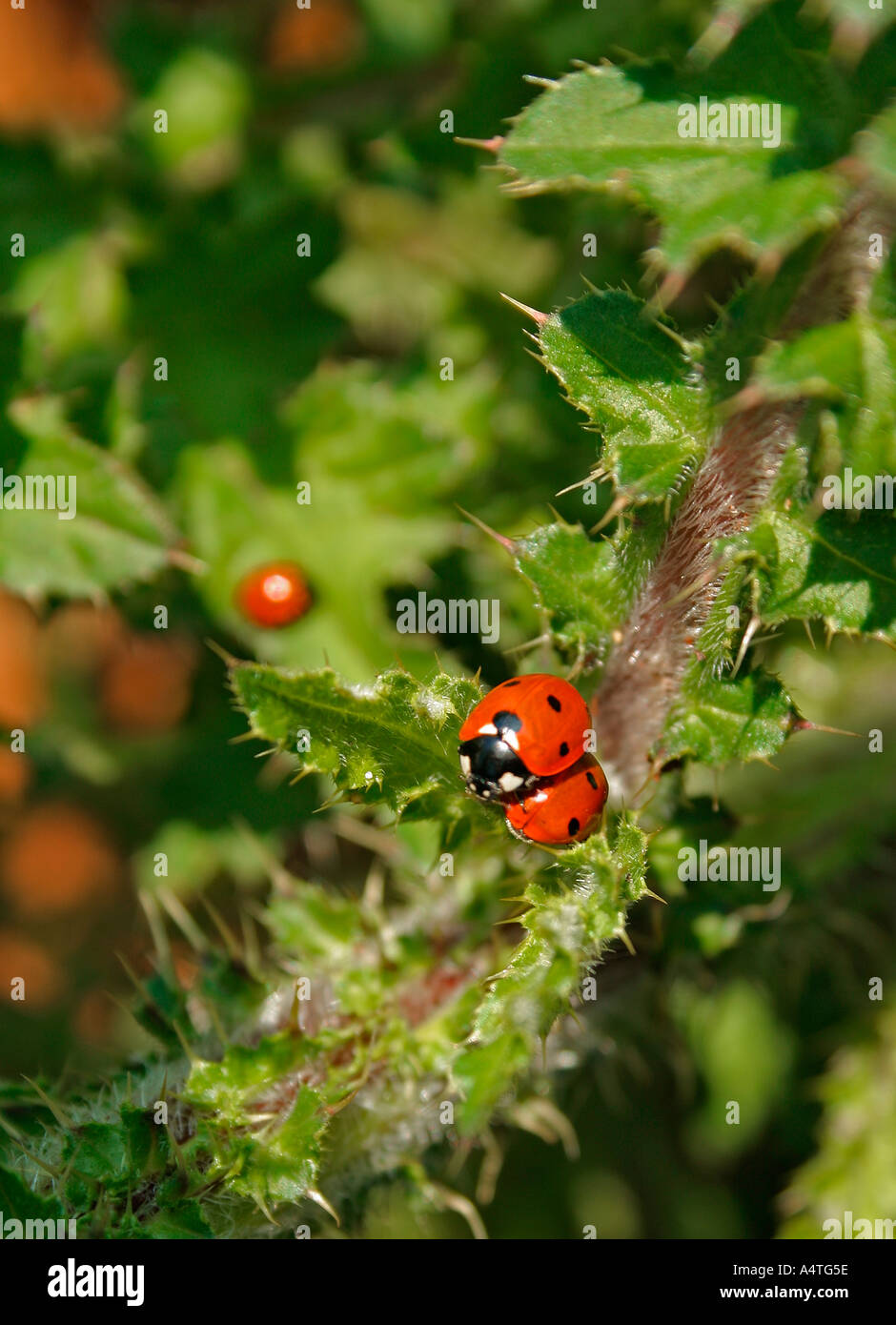 Ladybirds flirting together Stock Photo - Alamy