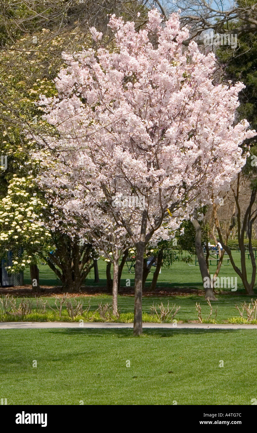 Dallas texans hi-res stock photography and images - Alamy