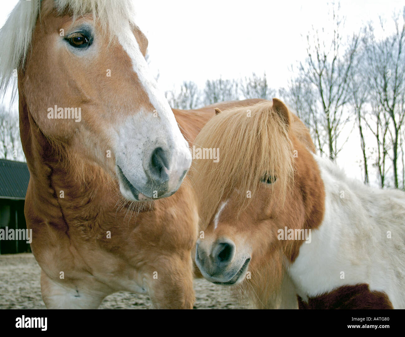 Horse head together hi-res stock photography and images - Alamy
