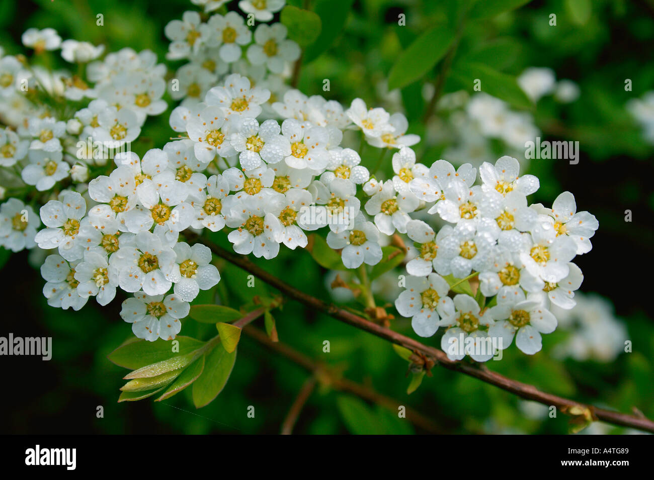 White tiny flowers Stock Photo - Alamy