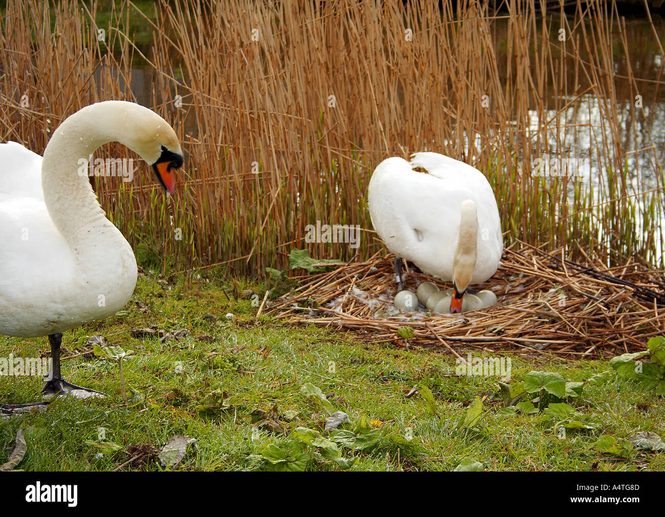 Swan on nest with eggs Stock Photo - Alamy
