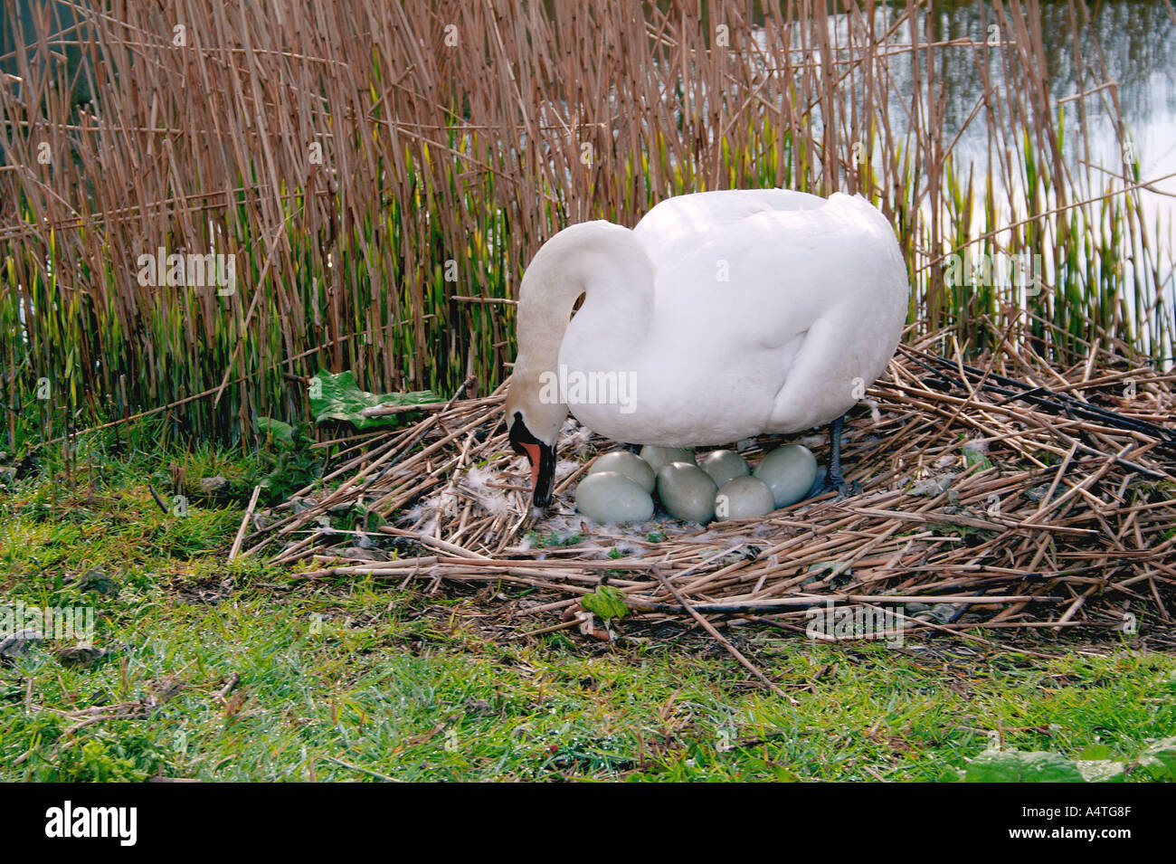 Swan caring for her eggs Stock Photo - Alamy