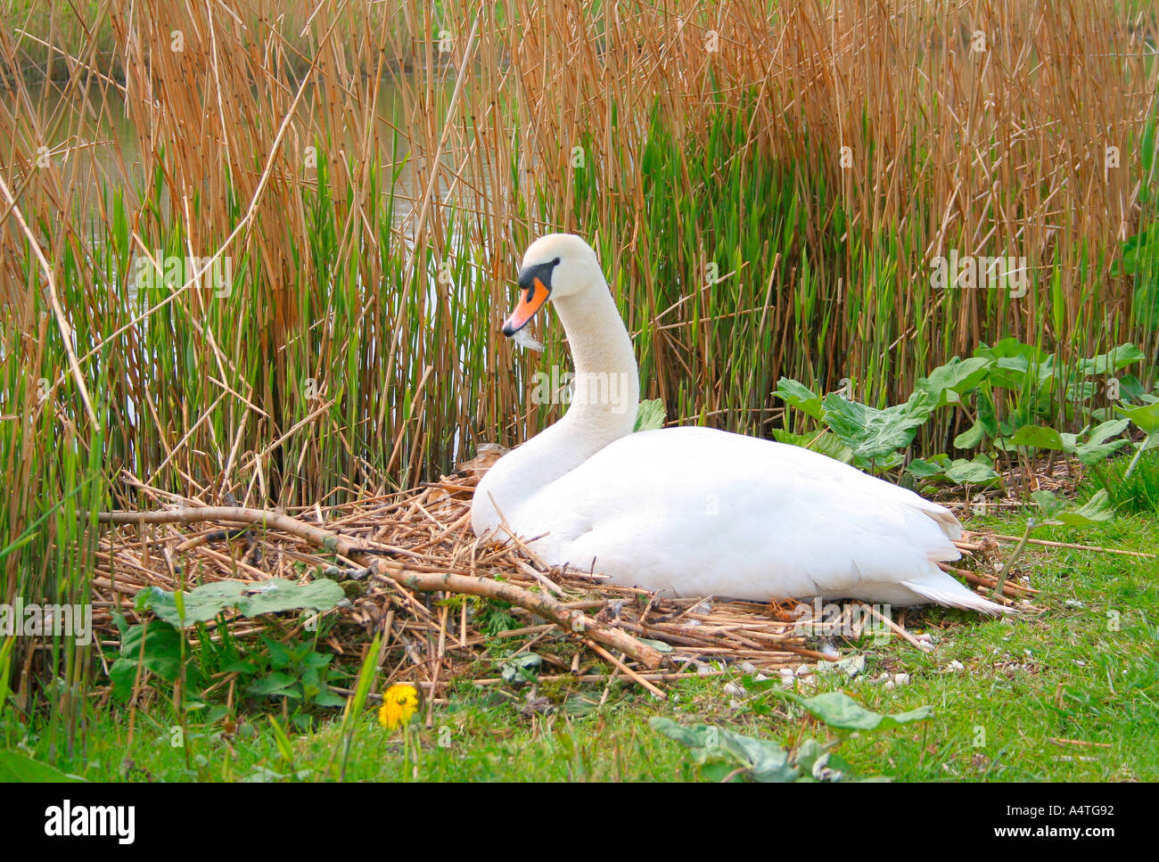 Swan on nest Stock Photo - Alamy