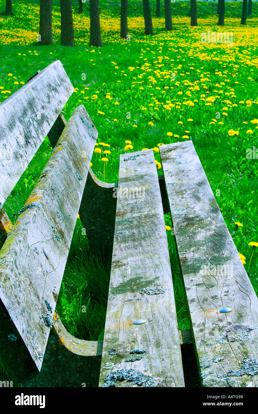 Old Bench in park Stock Photo - Alamy