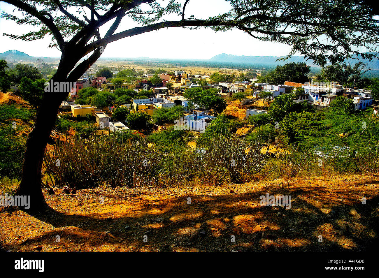 SUB98539 Tree and shadow and houses Pushkar Rajasthan India Stock Photo ...