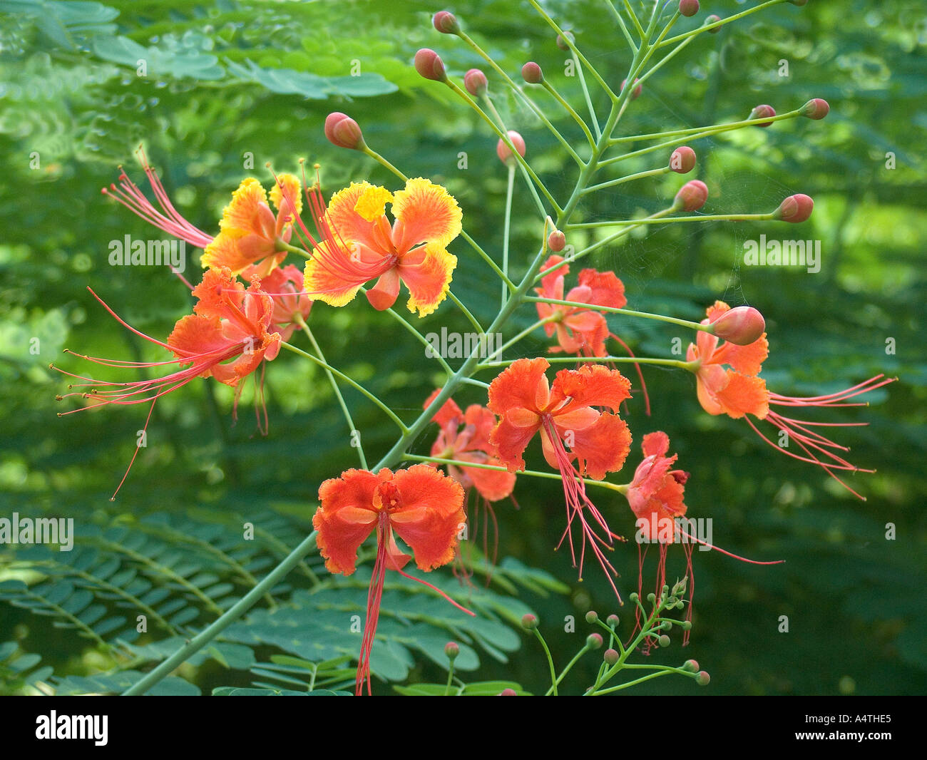 Royal poinciana, Gulmohur flower, Peacock flower, Kondivade village ...