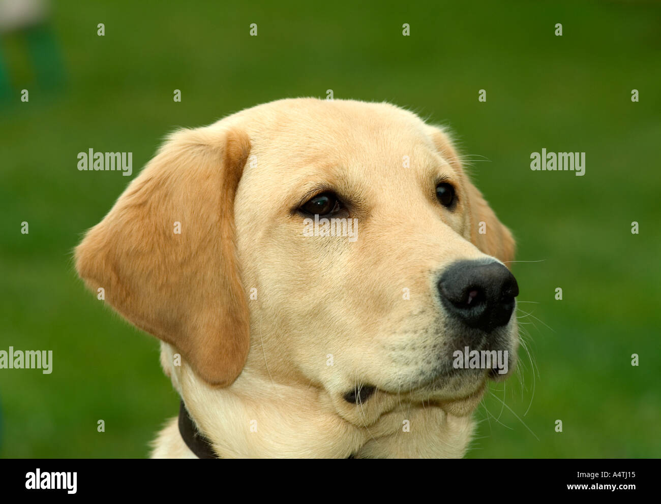 Guide dog labrador uk hi-res stock photography and images - Alamy