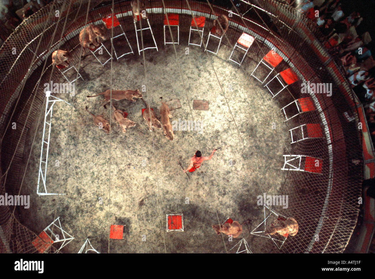 Tigers in Circus ring Stock Photo - Alamy