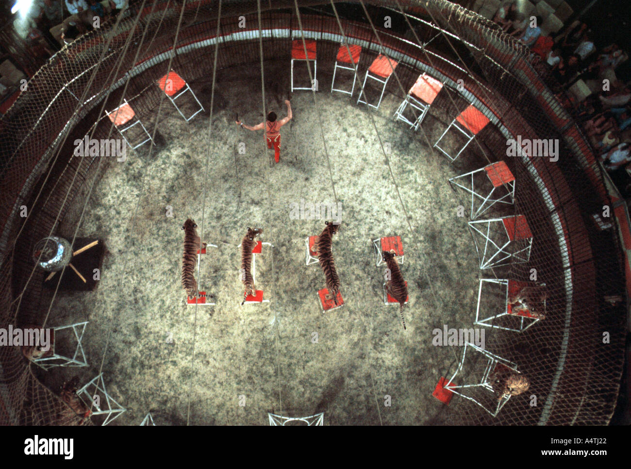 Tigers in Circus ring Stock Photo - Alamy