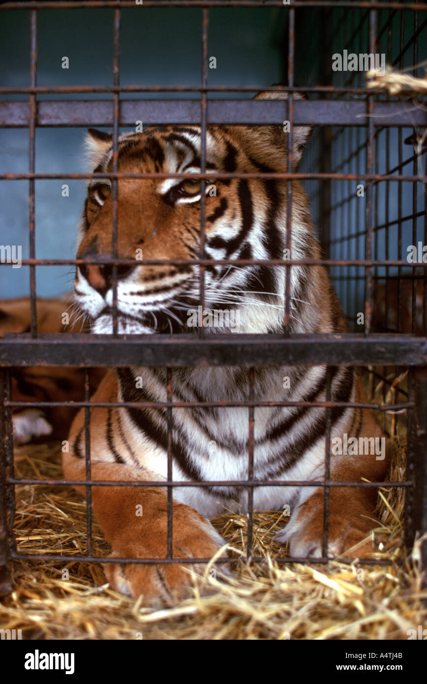 Isolated Tiger Cage