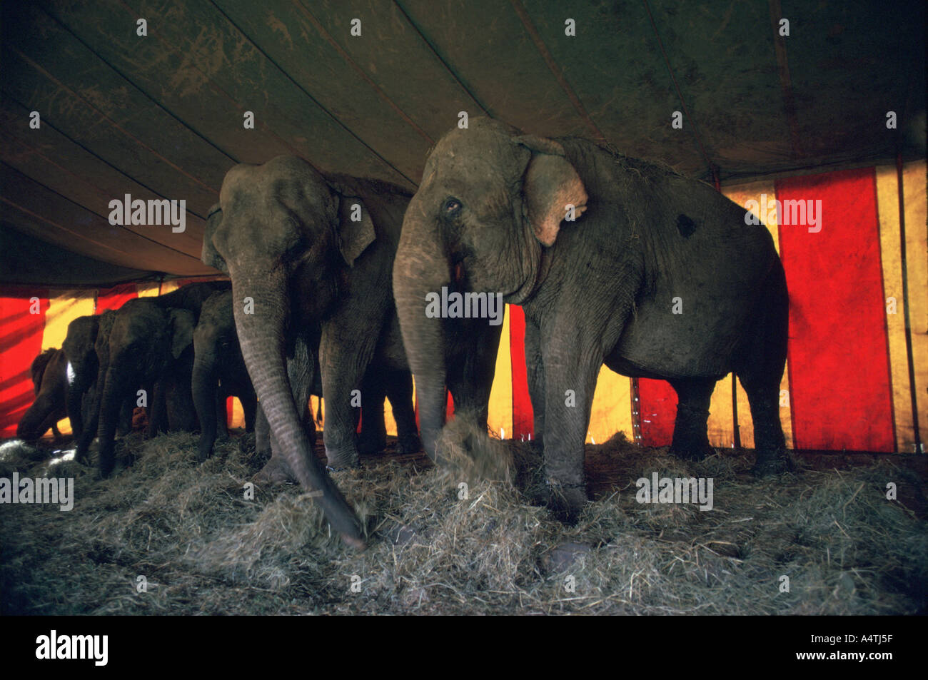 Circus with animals hi-res stock photography and images - Alamy