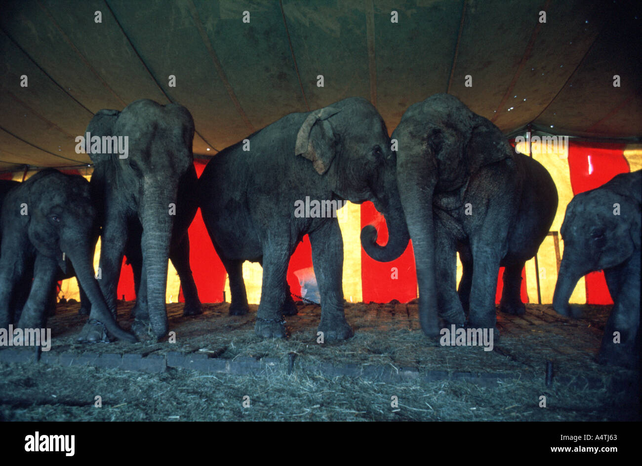 Circus with animals hi-res stock photography and images - Alamy