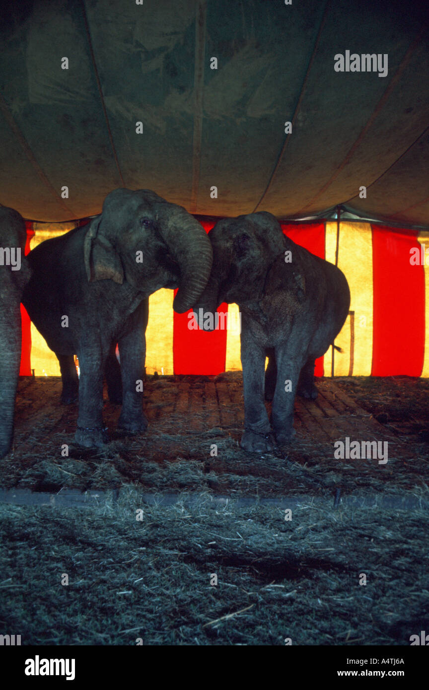 Circus with animals hi-res stock photography and images - Alamy