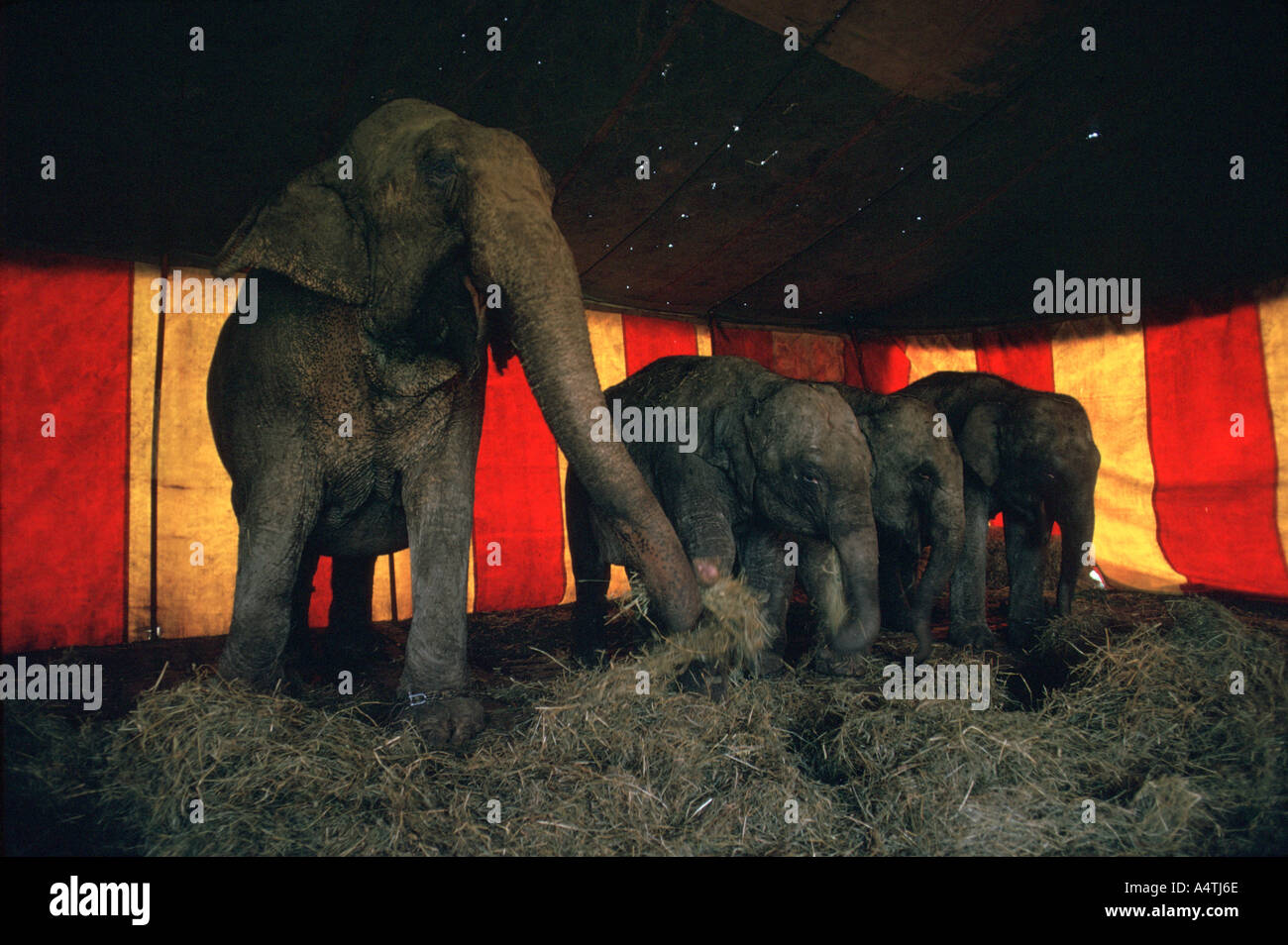Elephants memory hi-res stock photography and images - Alamy