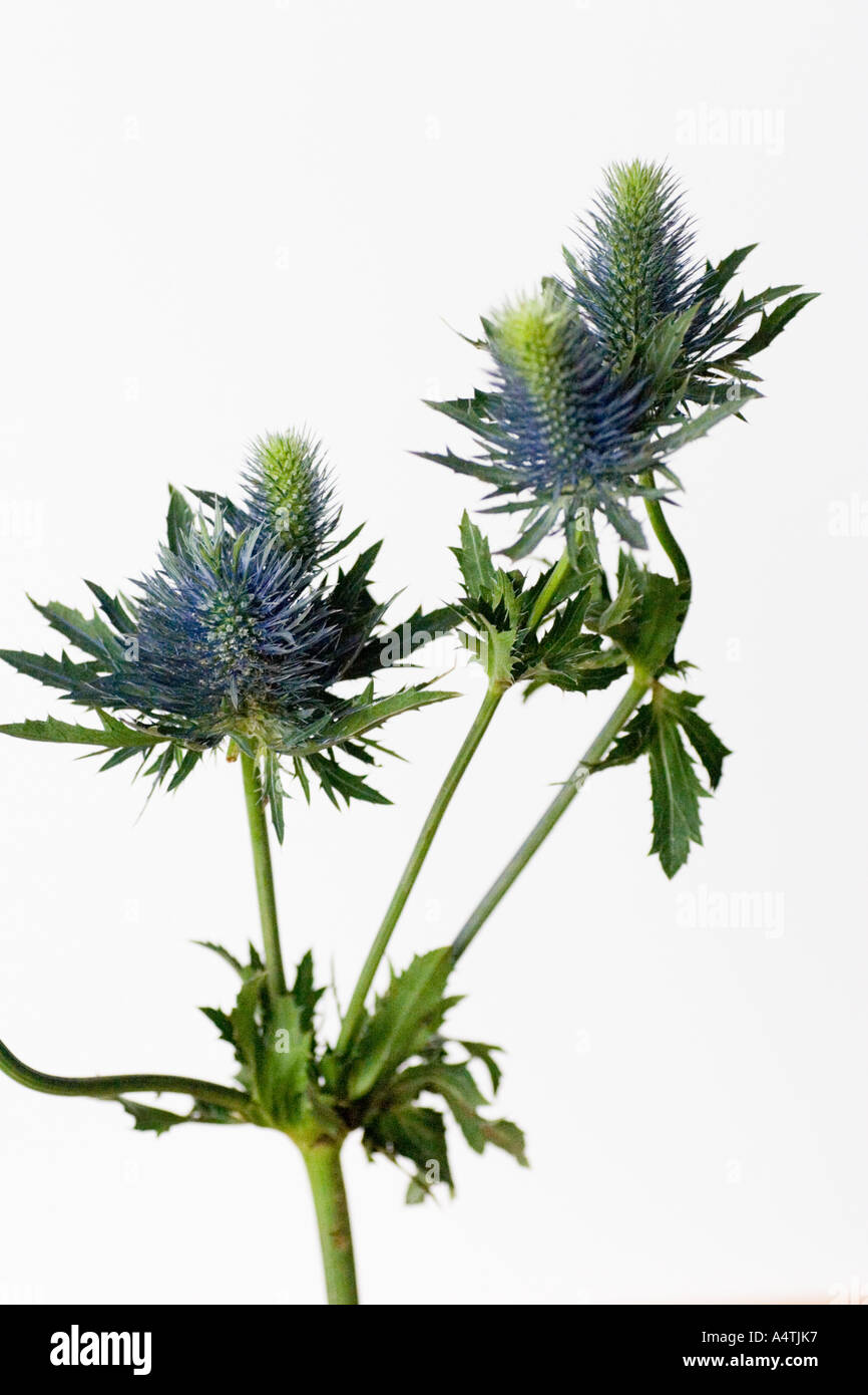 Eryngium plant - Sea Holly plant Stock Photo - Alamy
