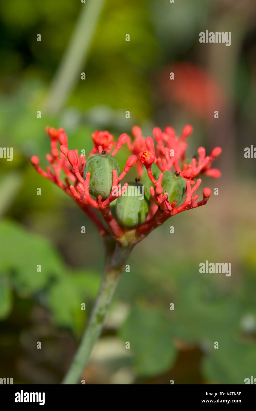 Jatropha multifida, coral plant flower also known as Adenoropium ...