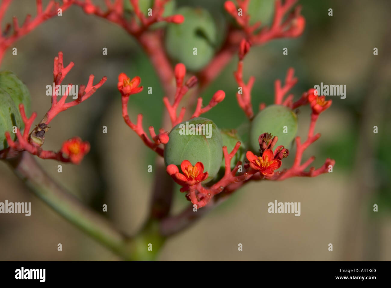 Jatropha multifida, coral plant flower also known as Adenoropium ...