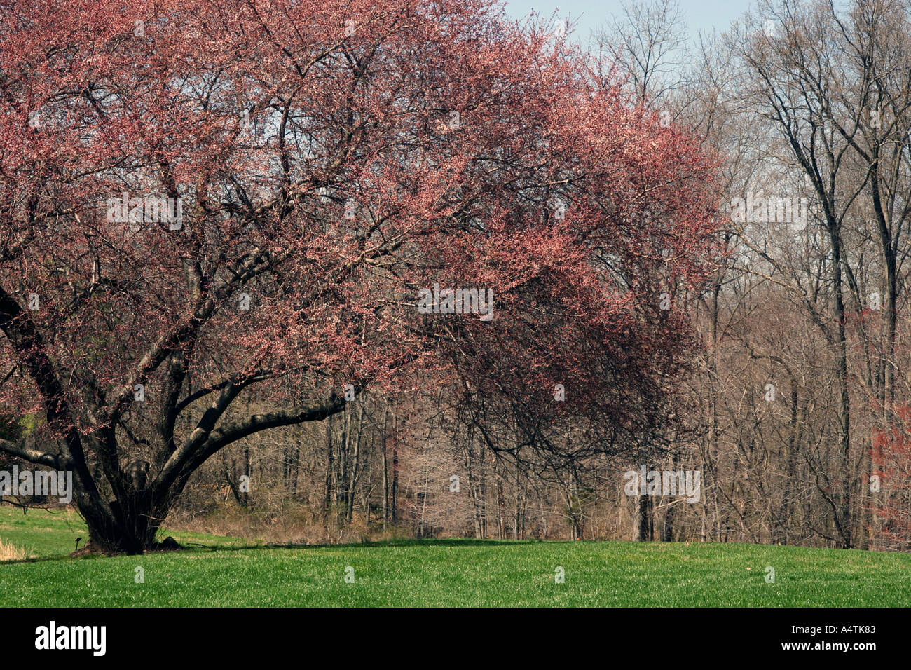 A tree on a knoll Stock Photo - Alamy