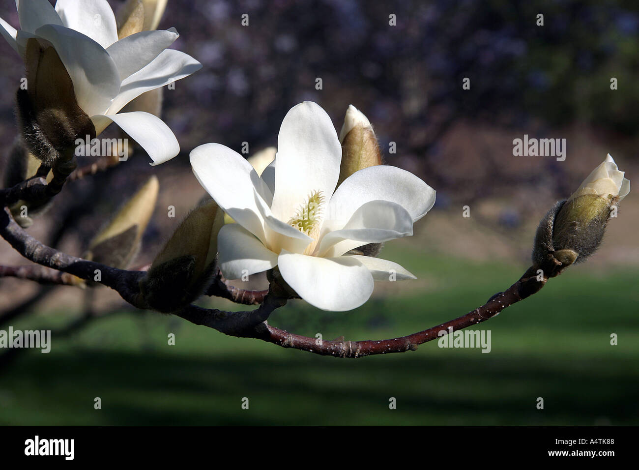 White magnolias and buds Stock Photo - Alamy