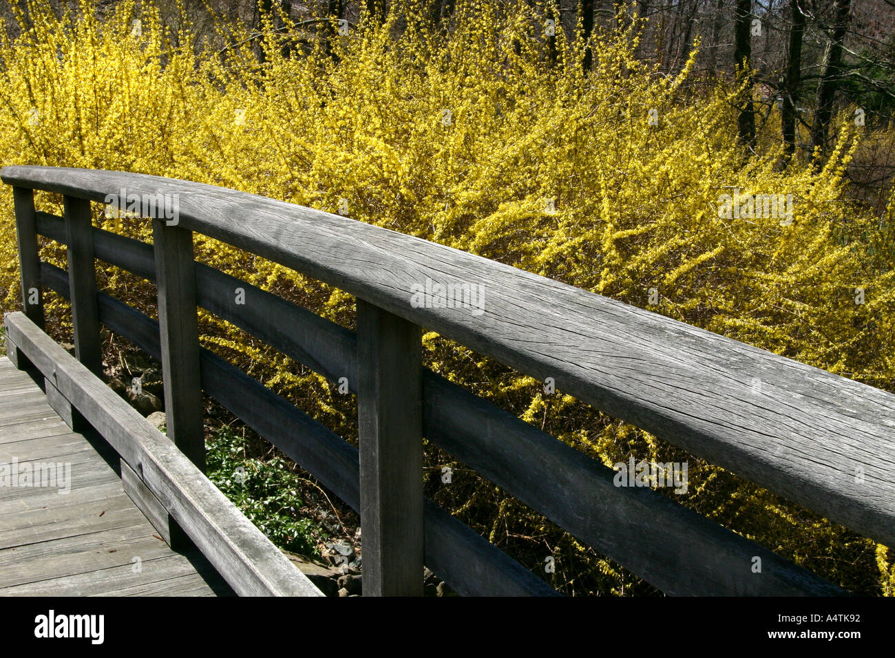 A bridge and yellow forsythia Stock Photo - Alamy