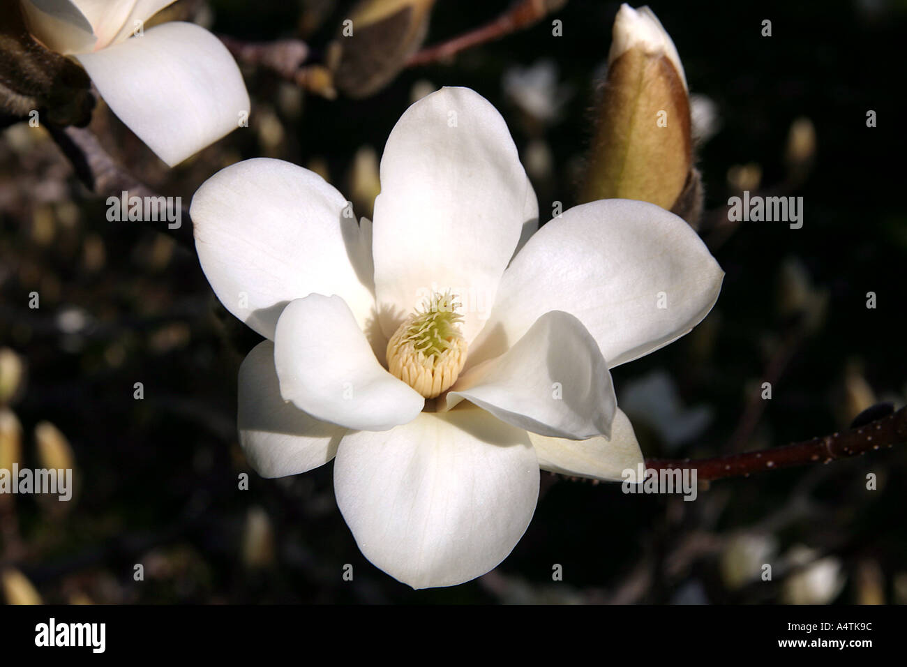A single magnolia flower Stock Photo - Alamy