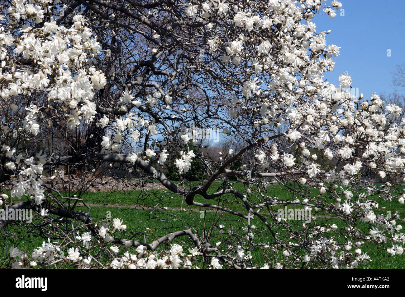 The sky through a magnolia tree Stock Photo - Alamy