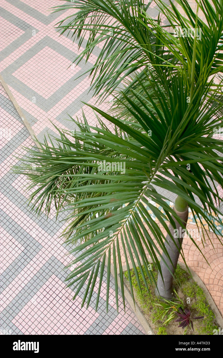overhead view of a palm tree Stock Photo - Alamy