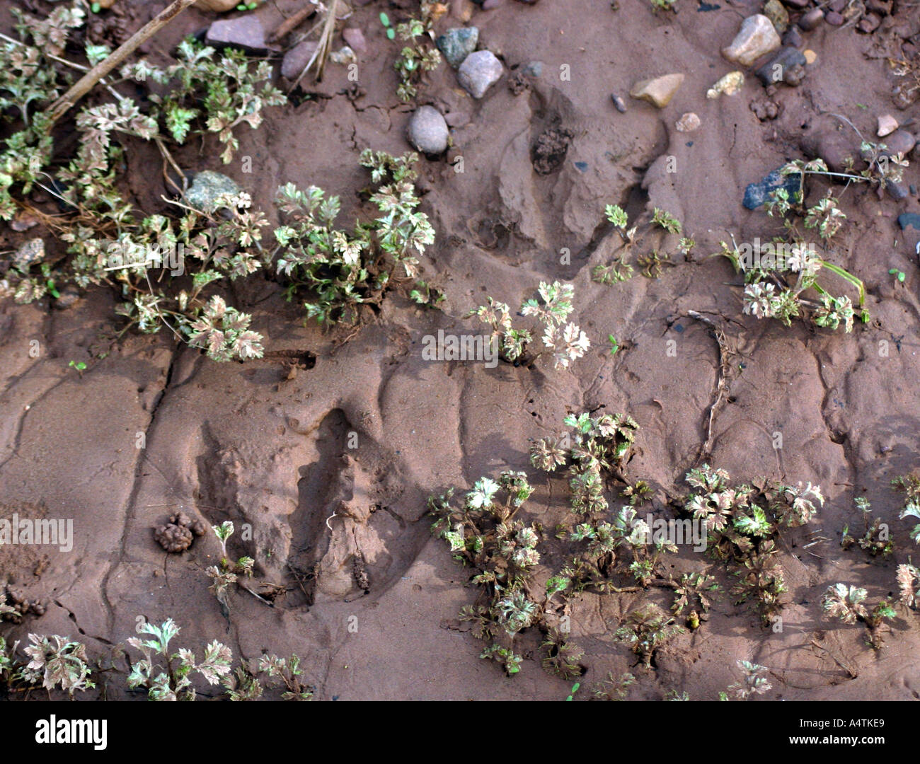 canadian goose tracks Stock Photo - Alamy