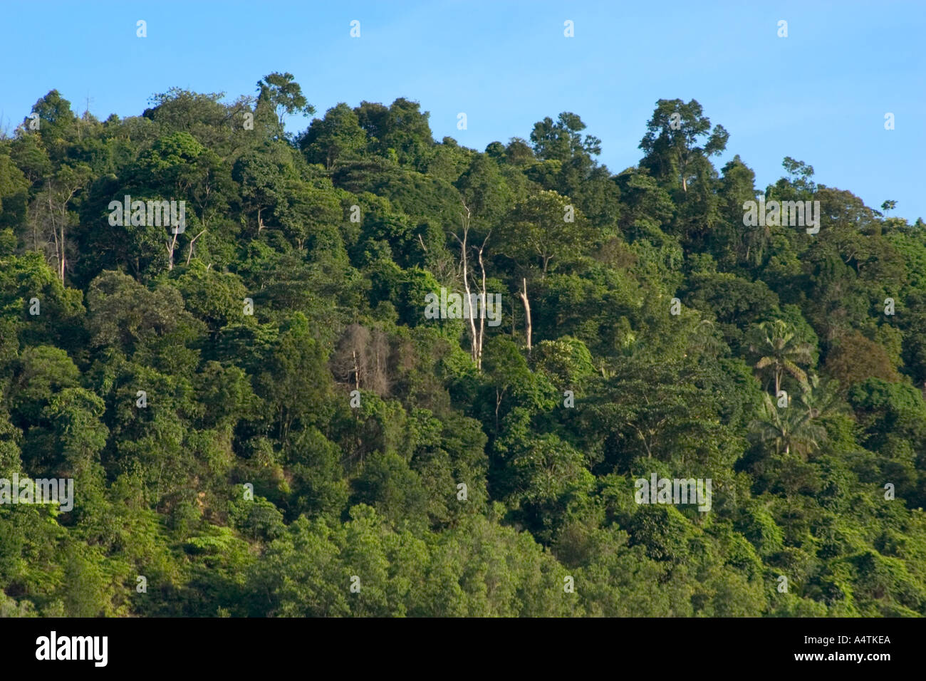 Trees side of hill hi-res stock photography and images - Alamy