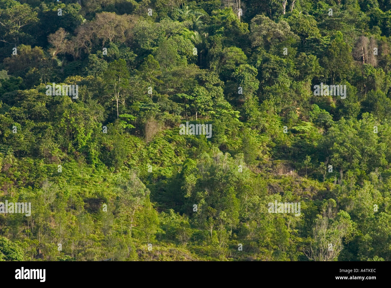 distant view of a tropical forest on a hillside Stock Photo - Alamy