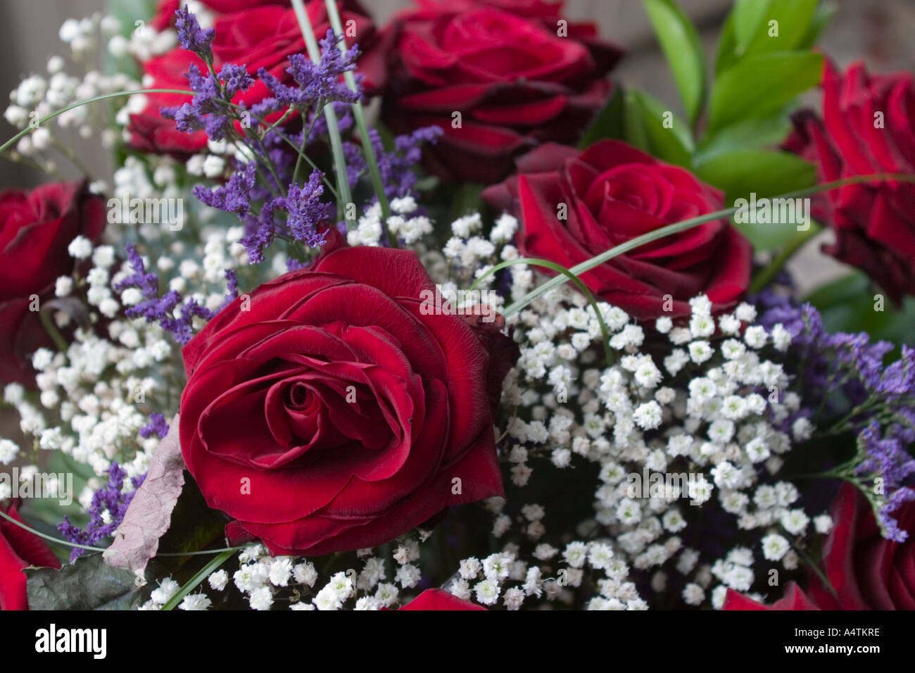 Different coloured roses hi-res stock photography and images - Alamy