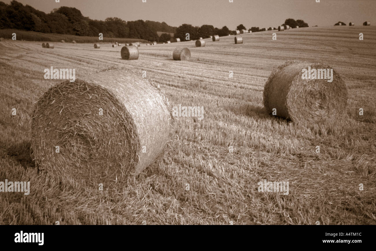 Hay bale field in black and white hi-res stock photography and images ...