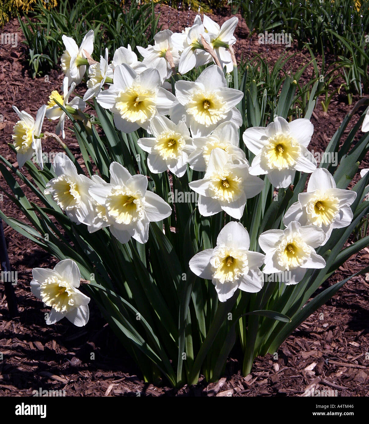 A large cluster of Daffodils Stock Photo - Alamy