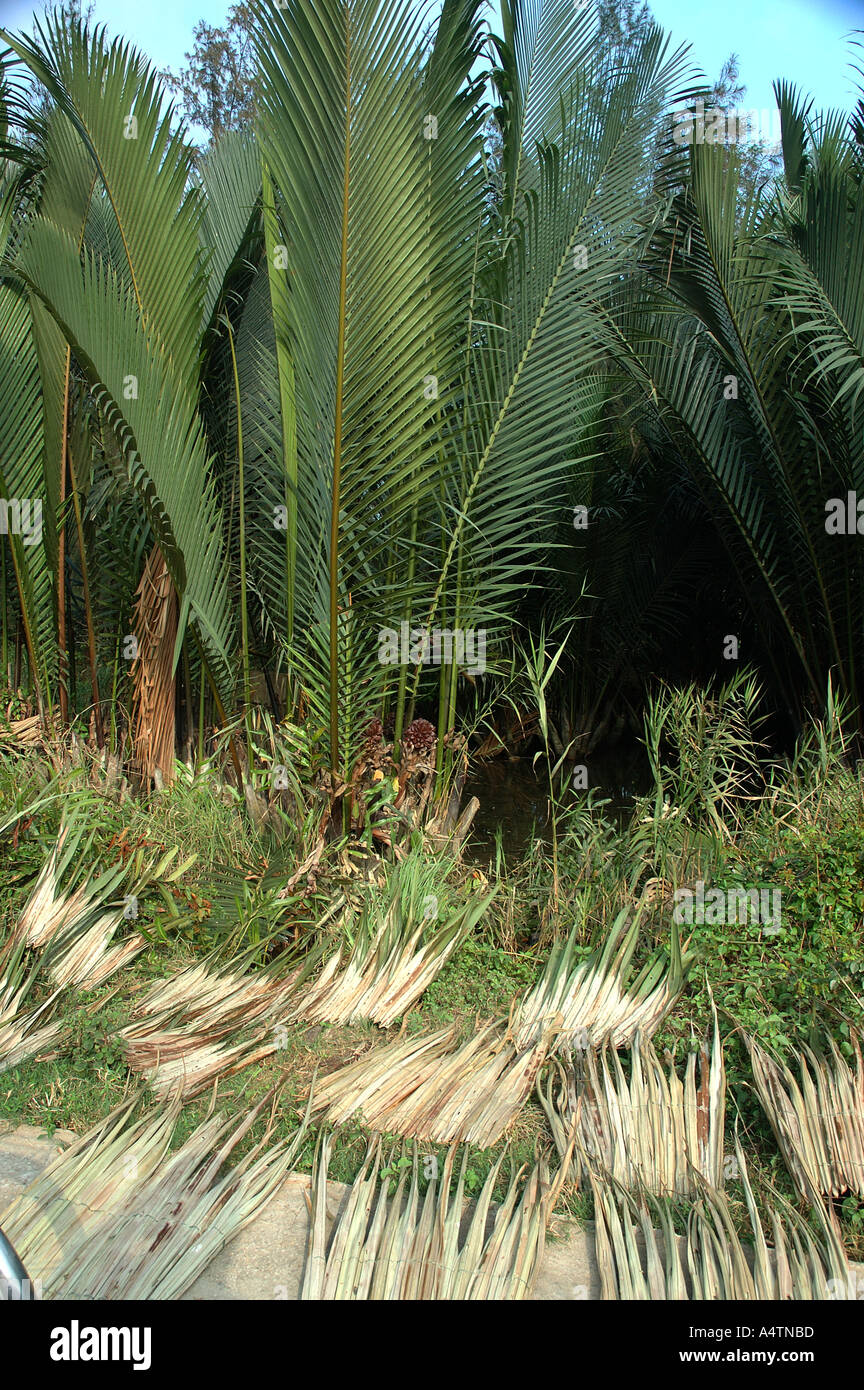 Nipa palm hi-res stock photography and images - Alamy