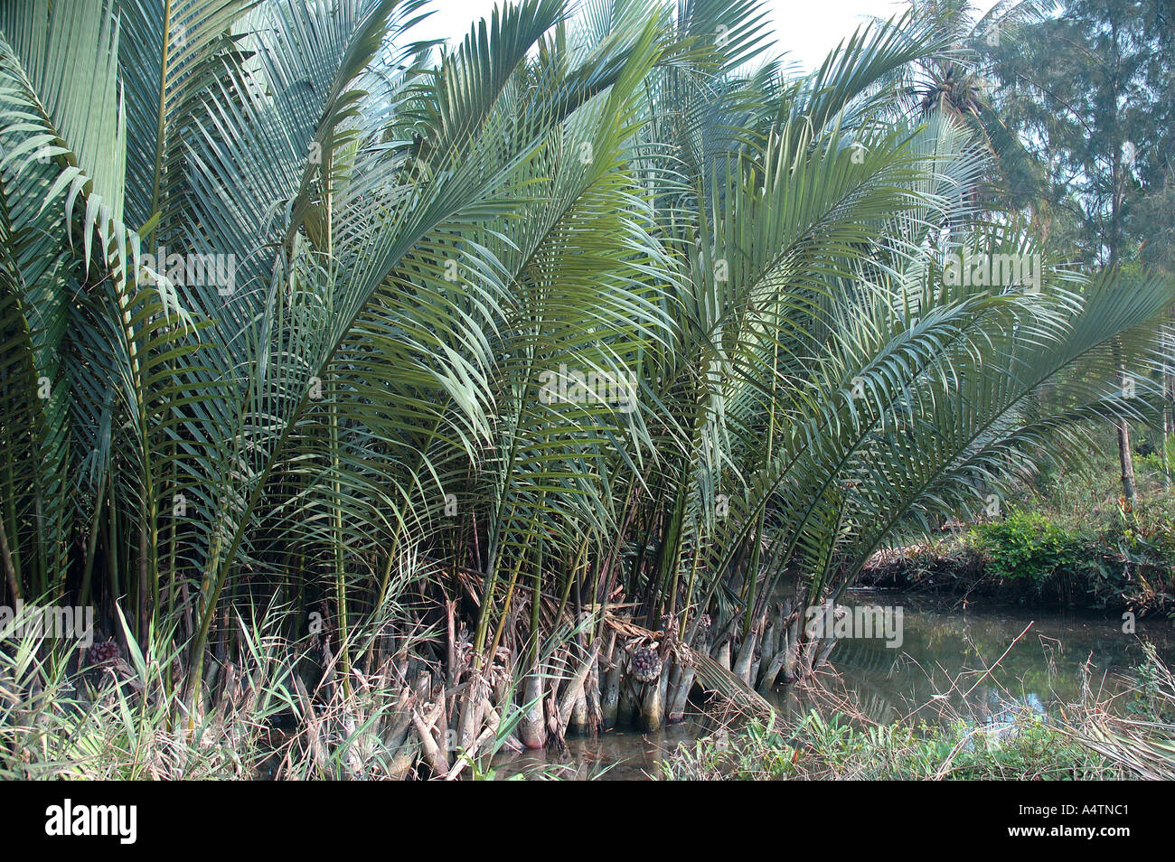 Nipa palm hi-res stock photography and images - Alamy