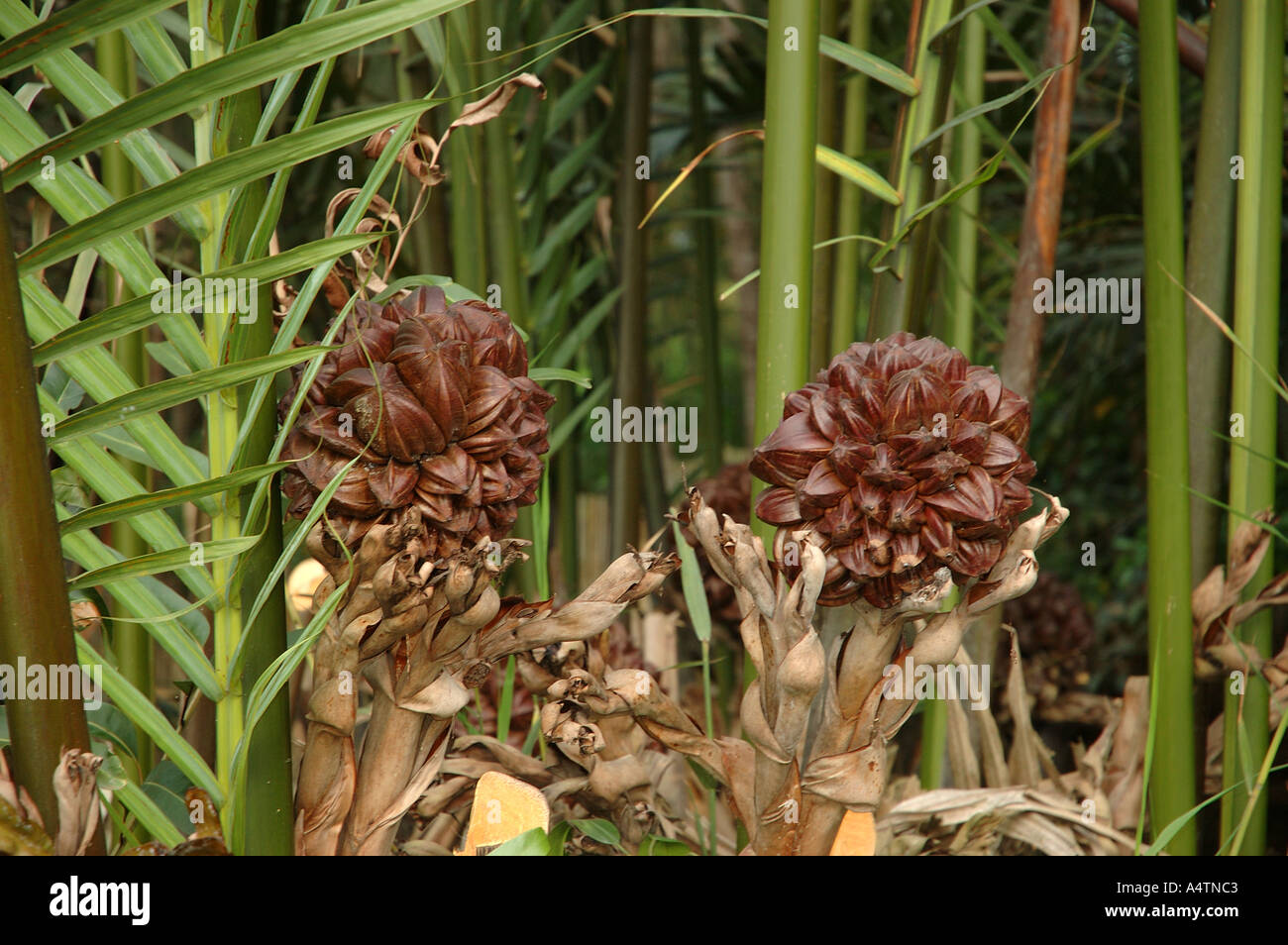 Nypa Fruticans Stock Photos & Nypa Fruticans Stock Images - Alamy