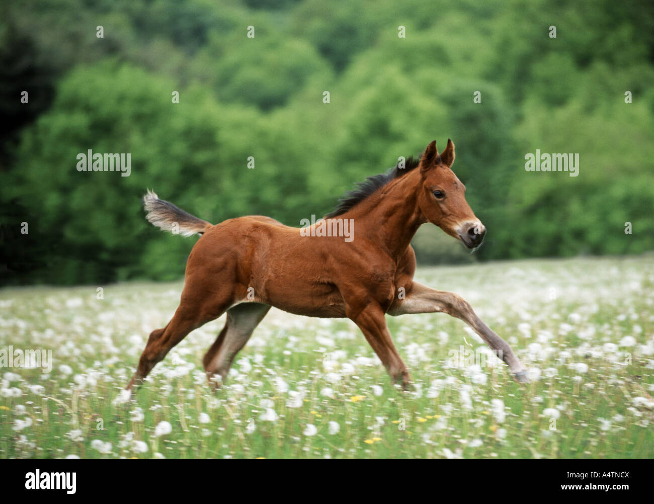 Anglo Arabian horse - foal on meadow Stock Photo - Alamy