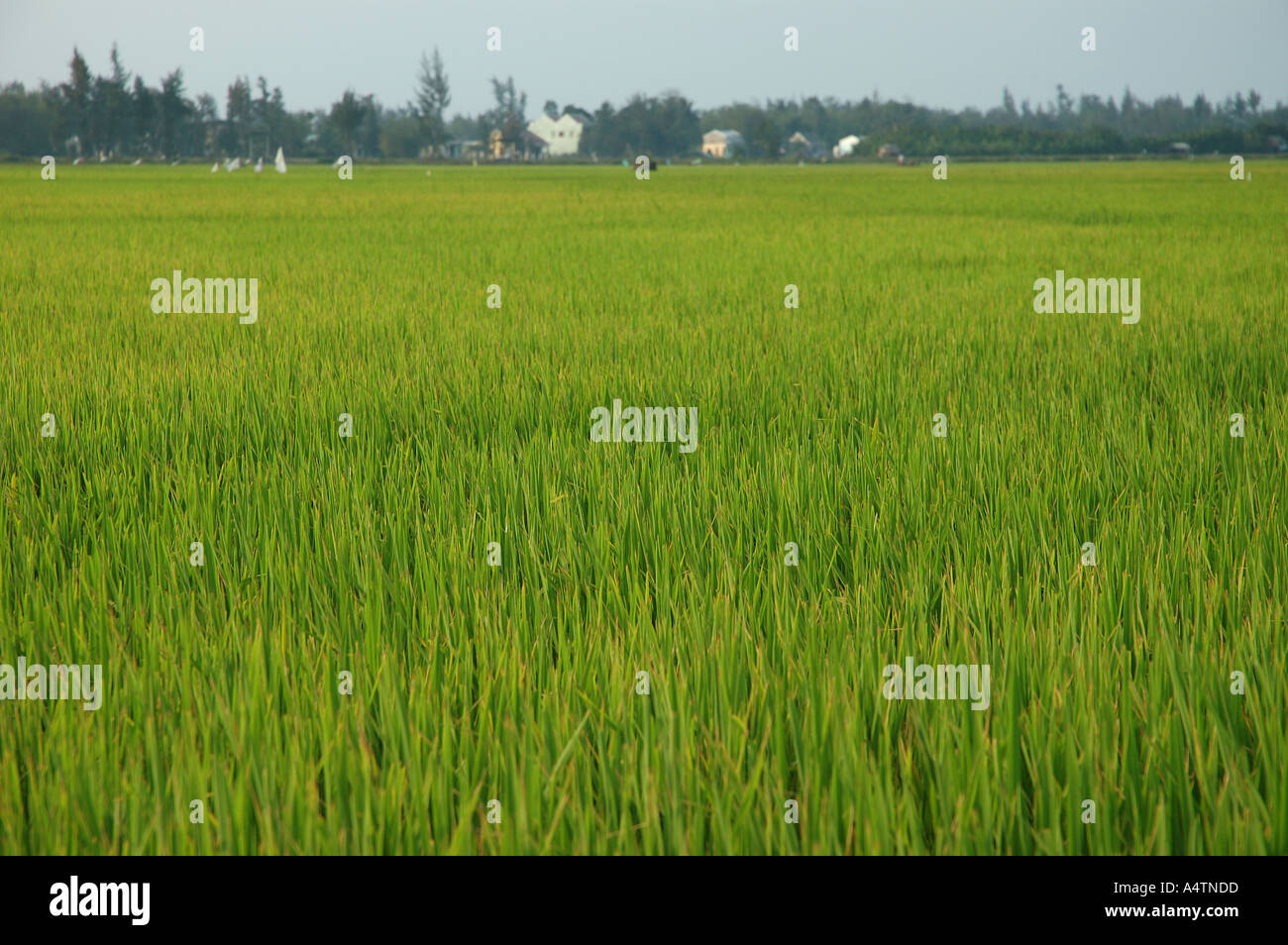 Rice growing near Hoi An Vietnam South East Asia Vietnamese orient ...
