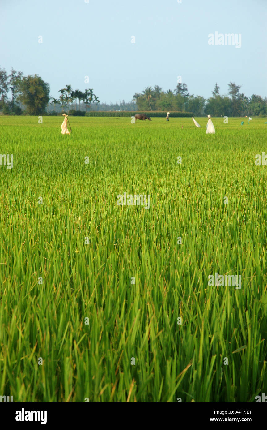 Rice growing near Hoi An Vietnam South East Asia Vietnamese orient ...
