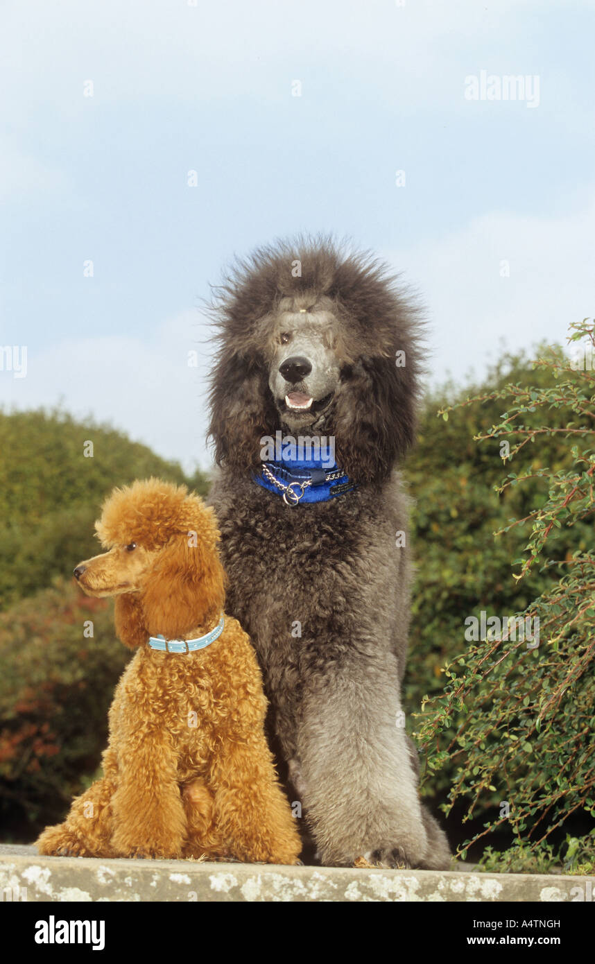 miniature poodle and standard poodle Stock Photo - Alamy