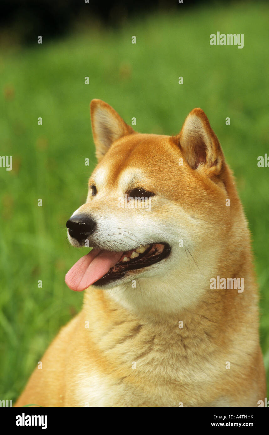 Shiba Inu - portrait Stock Photo - Alamy