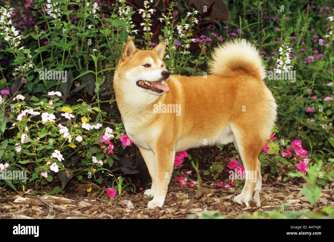 Shiba dog stand hi-res stock photography and images - Alamy