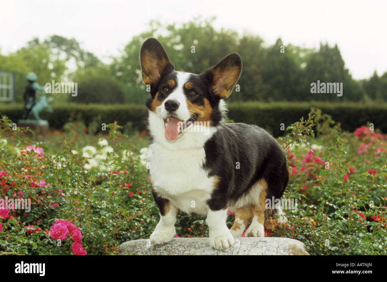 Cardigan Welsh Corgi Stock Photo - Alamy