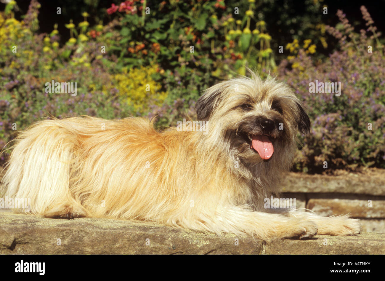 Berger de pyrenees hi-res stock photography and images - Alamy